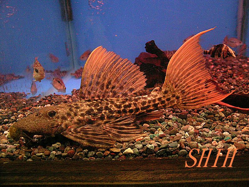 大自然水族: L273金達尼坦克異形