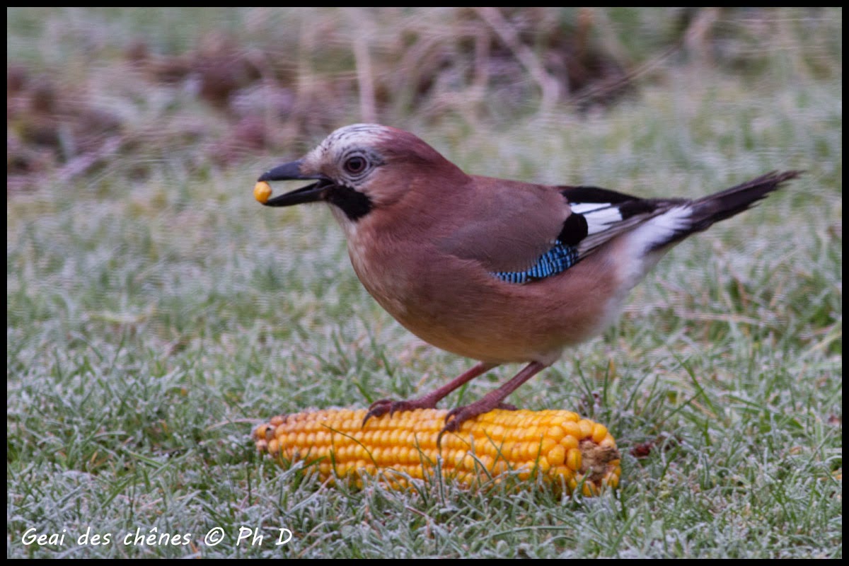 Comines Nature : Le Geai des chênes