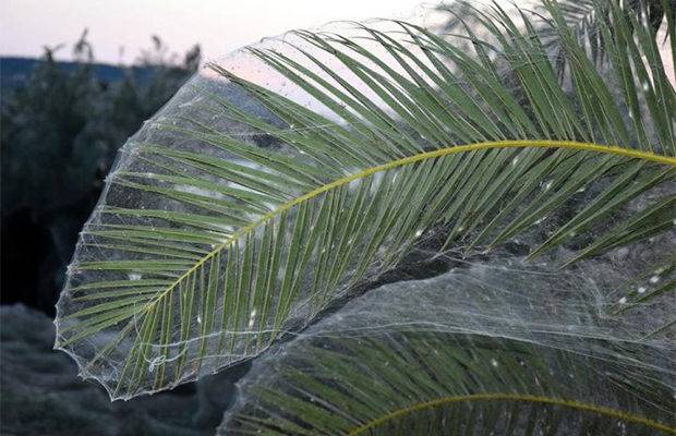Chingum — Discover Curiosities: Mysterious giant cobweb covered beaches ...