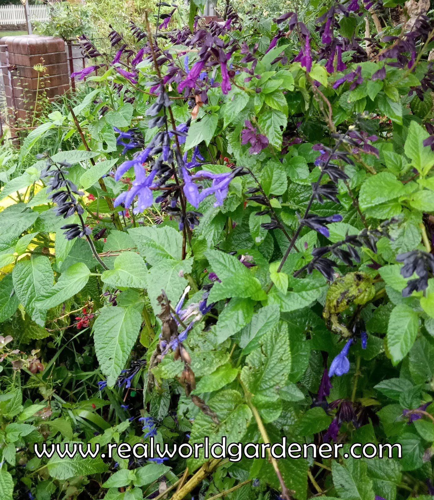 Real World Gardener: Black and Bloom Salvias with Beans That are Broad