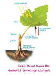 Proses Pembuatan Makanan Pada Tumbuhan Hijau