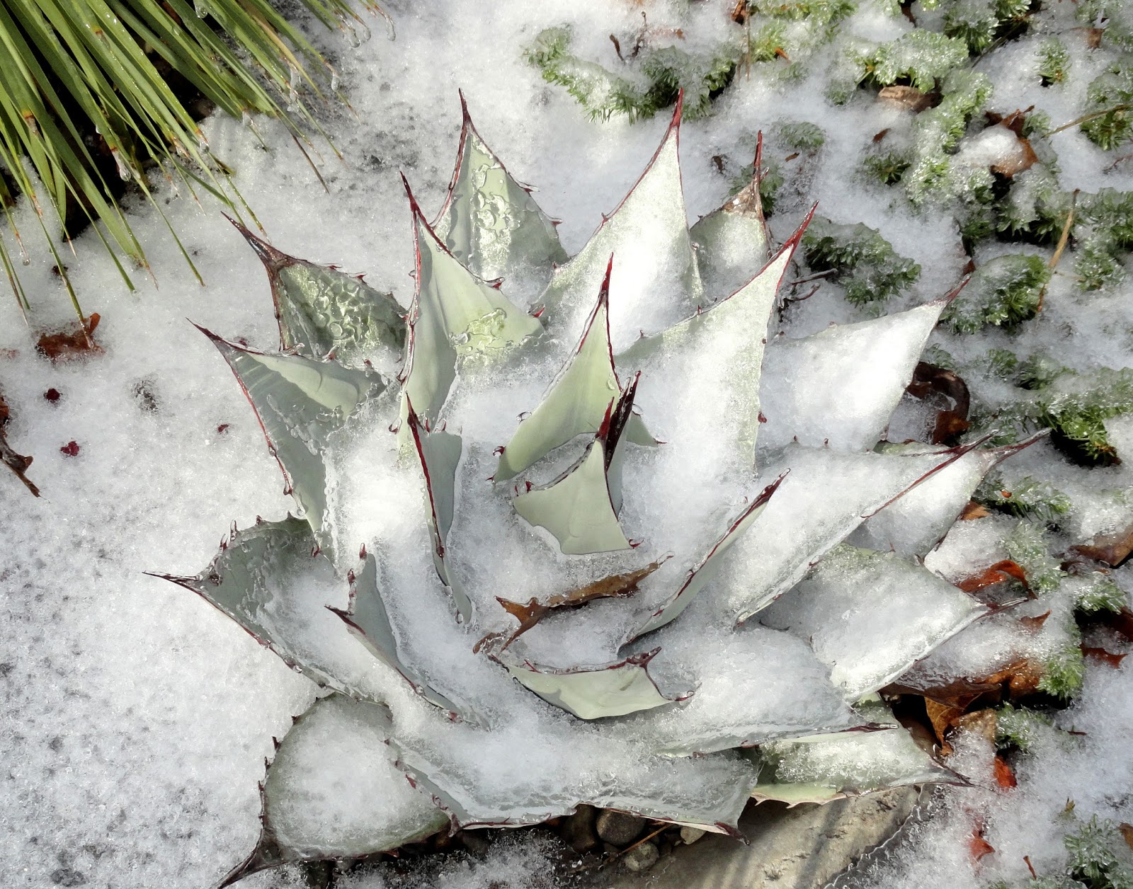 danger garden: We had some weather