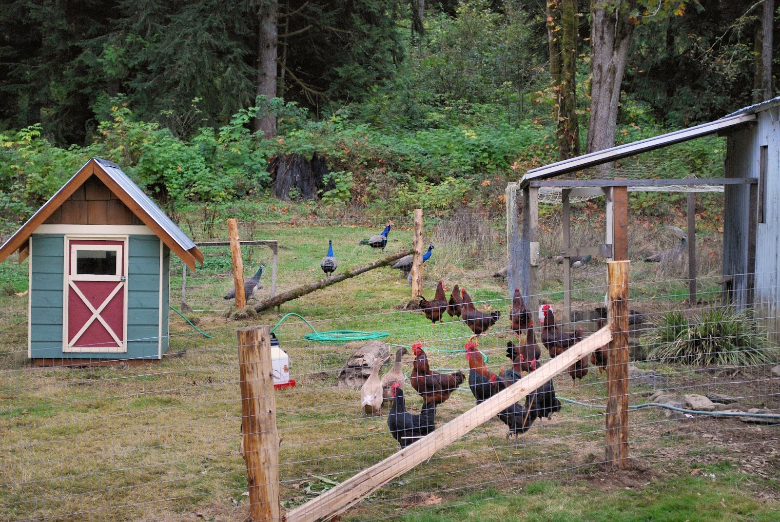 Twisted Fern Farm: Lest We Forget... The First 15 Months