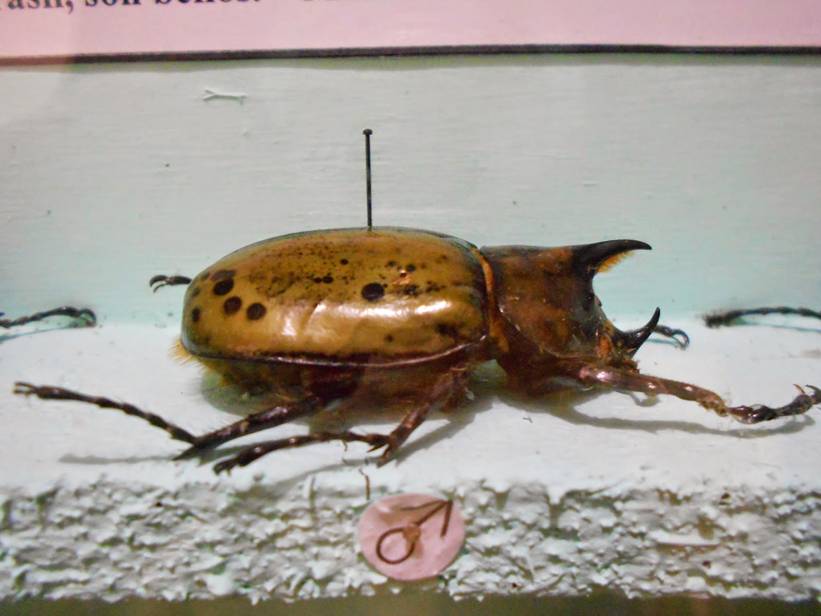 Insectos y Artrópodos Mexicanos y extranjeros: Importancia Ecológica de ...