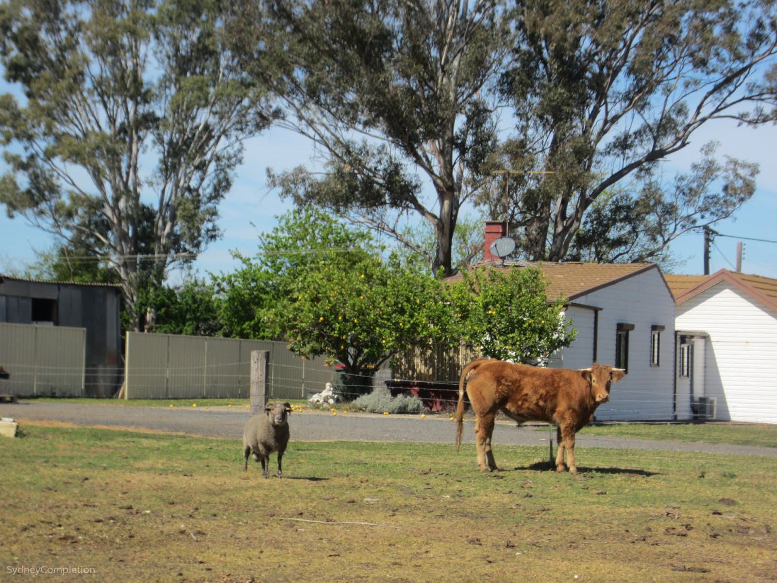 Farmyard Fun: Austral (Sydney by Technicality VIII) - Completing Sydney