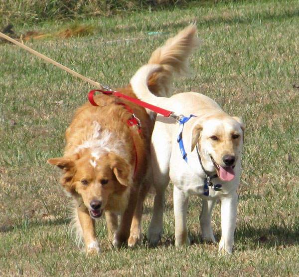 Talking Dogs at For Love of a Dog: Wordless Wednesday: Dog Walking Teamwork