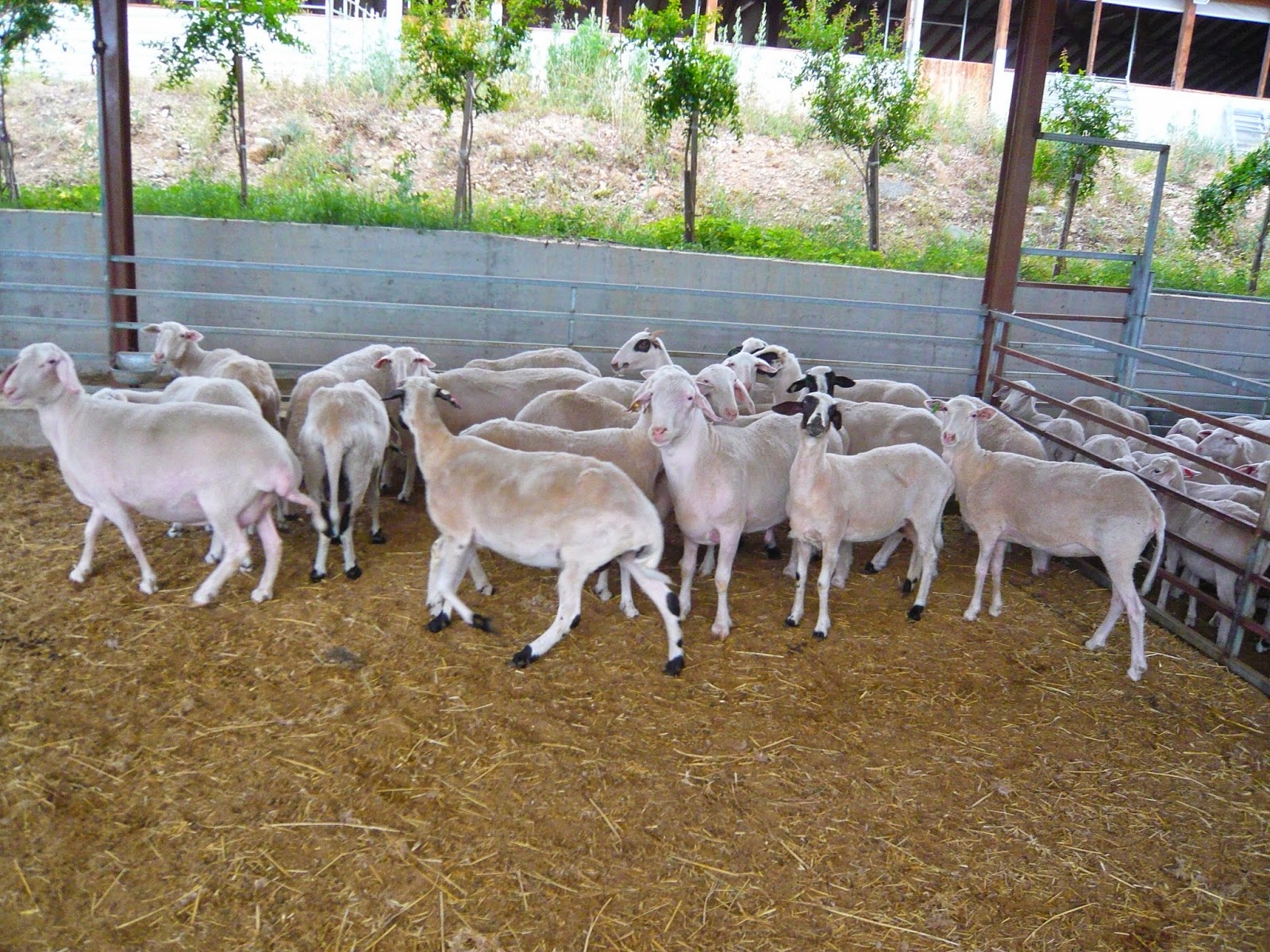 Produced in Cyprus: Riverland Diary Bio Farm – your first choice for ...