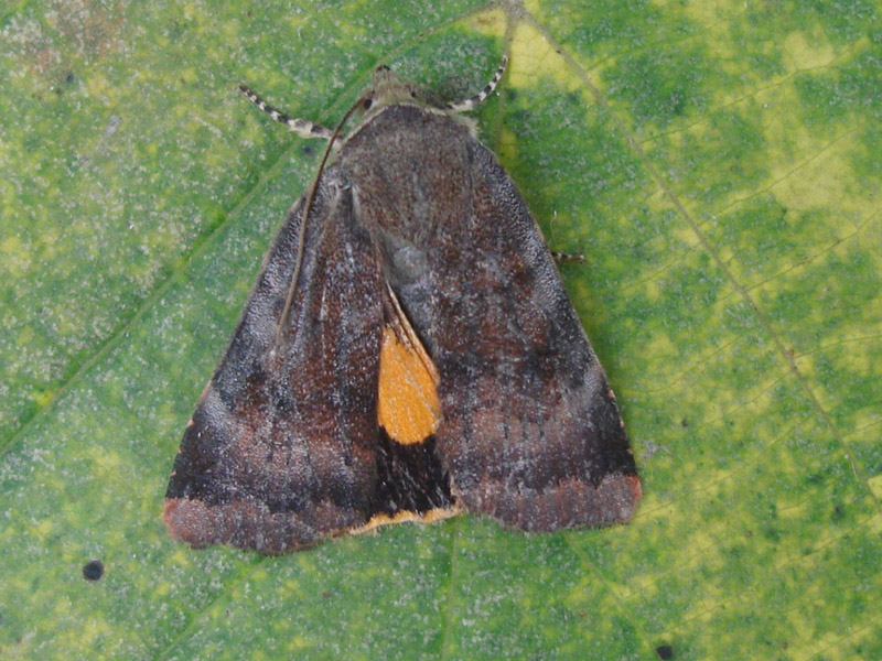 MERSEA WILDLIFE: TANNED ADDER
