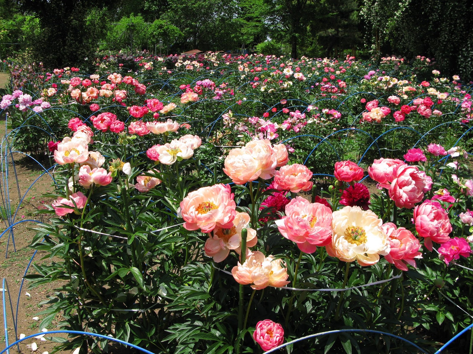 Naomi's Garden: peony gardens and sellers