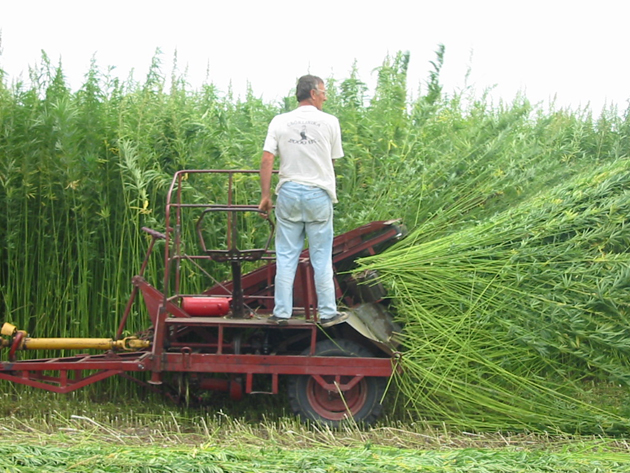 Progressive Charlestown: High Time for Hemp