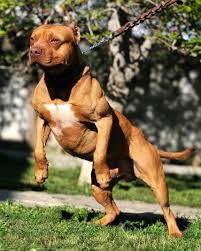 Game Breed: How to build muscle in Pit Bull dog