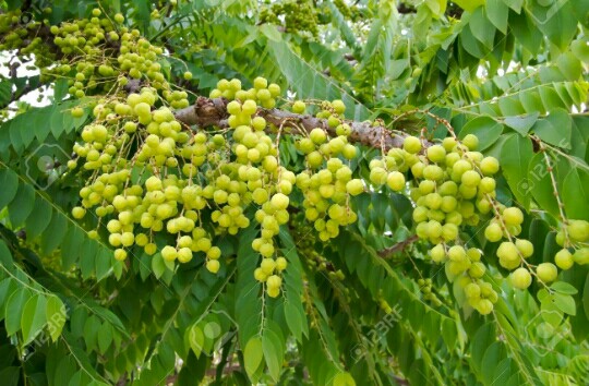 7 jenis tanaman obat paling berkhasiat yang bisa di temukan di sekitar ...