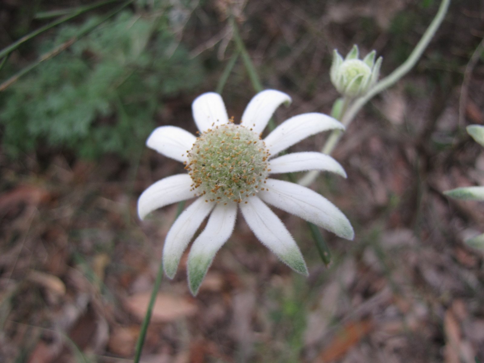 Sydney's Wildflowers and Native Plants: Actinotus helianthi - Flannel ...