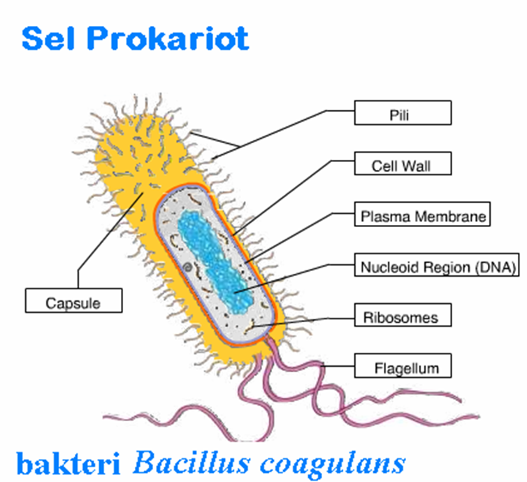 Blog Belajar IPA SMP: Struktur Sel Pada Organisme Prokariotik