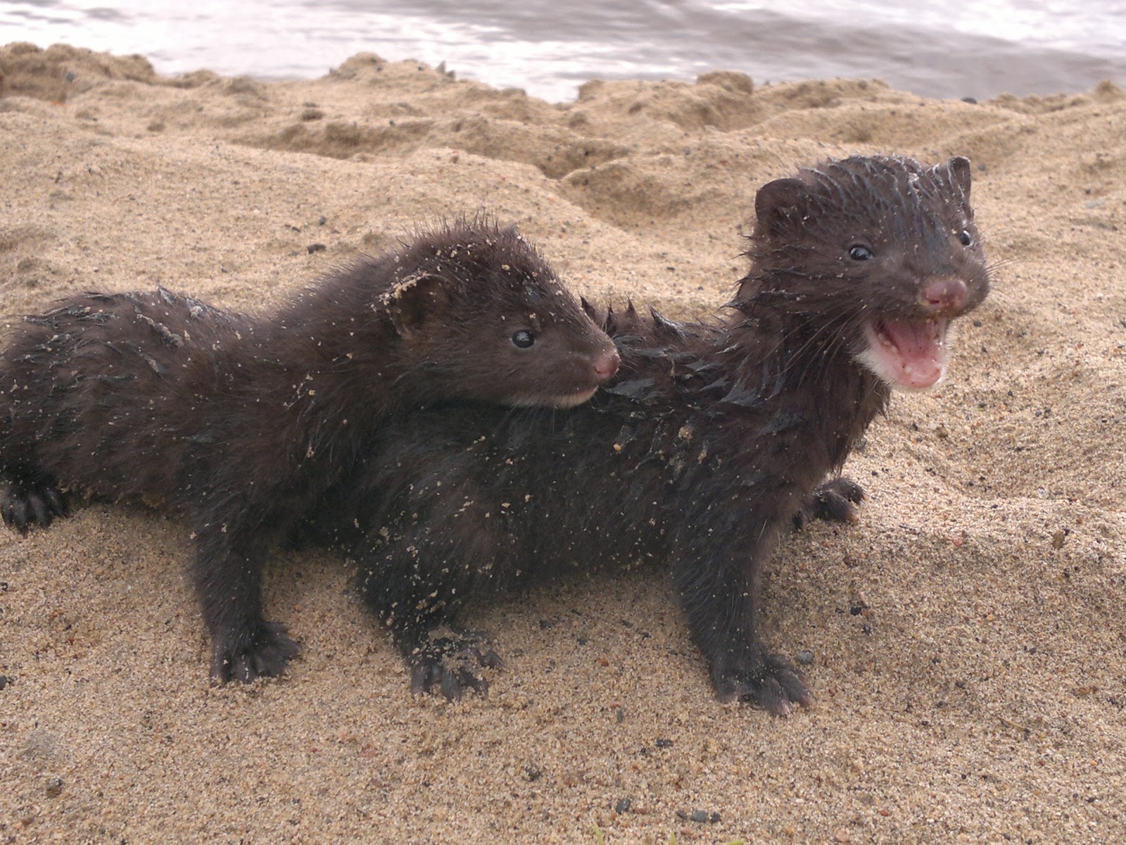 Kouluprojekti: Minkin poikaset ja pesintä