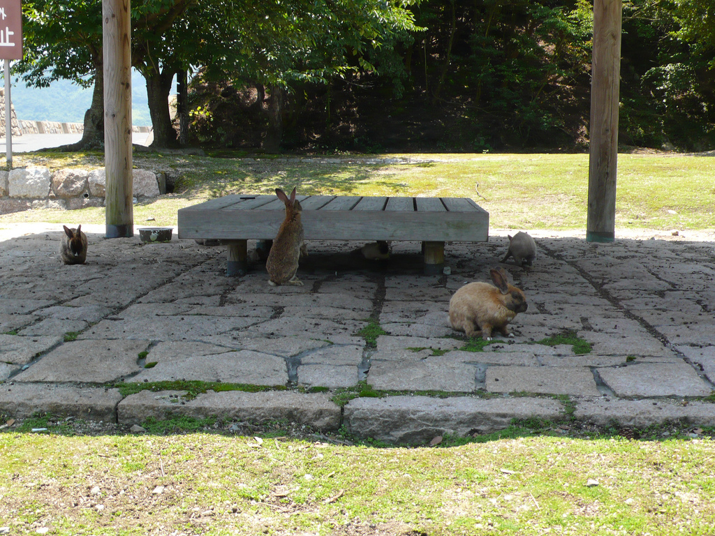 Phoebettmh Travel: (Japan) – Let’s travel to Rabbit Island Ōkunoshima ...