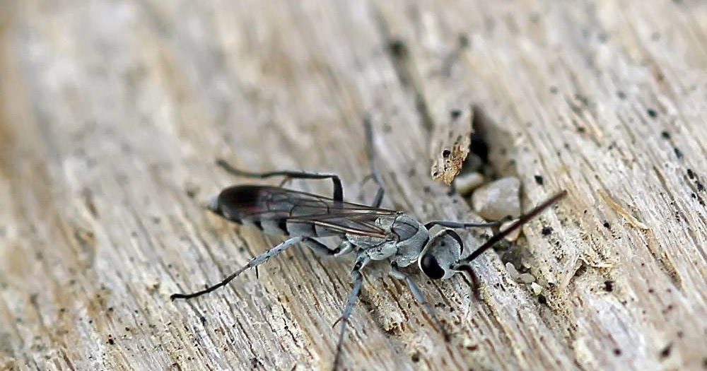 Variety of Life: Pompilus