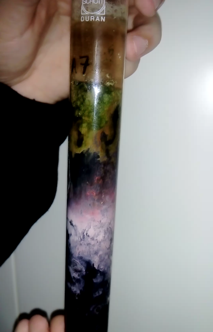 Winoblog: UCA - GROUP A7 : WINOGRADSKY COLUMN → WEEKS 1-4