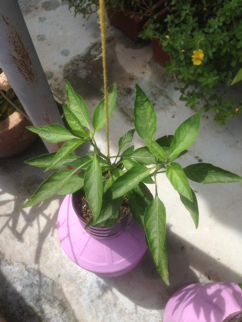 Jom Tanam Sayur ( JTS ) : Cili Api Akar dan Bara HidroponikJom Tanam ...