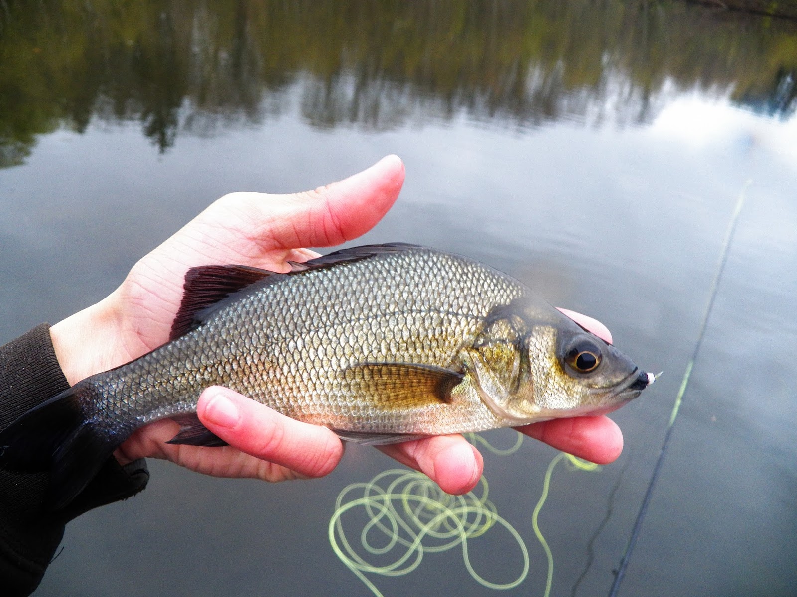 Connecticut Fly Angler: The First 20+ Pound Carp of the Year