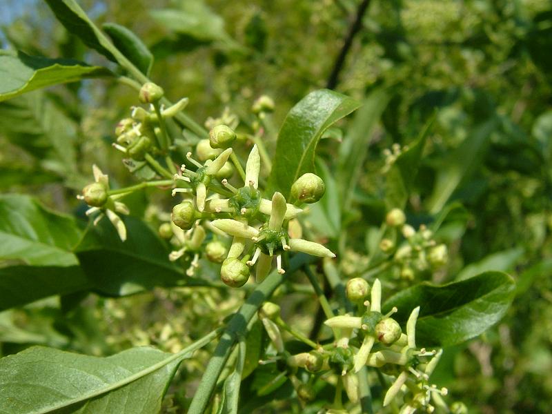 Trees Planet: Euonymus europaeus - European Spindle Tree