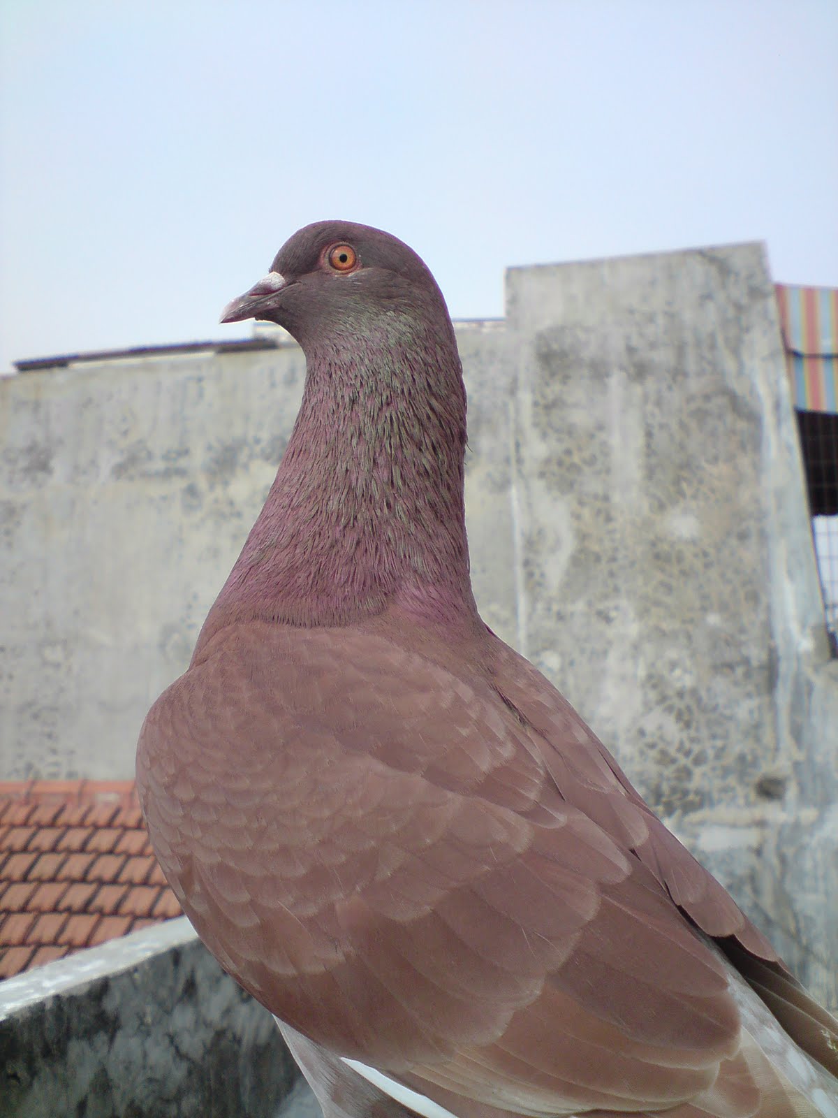 KANSAS Sumbawa: balap burung merpati sumbawa