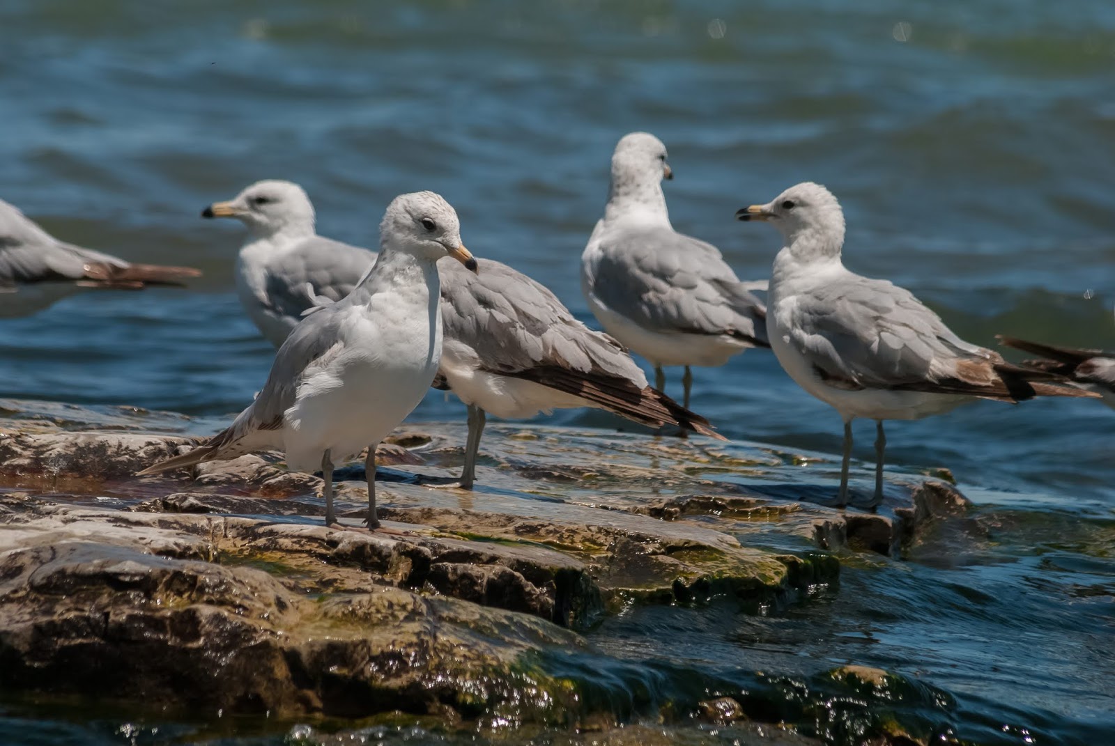 Ring-billed Seagulls