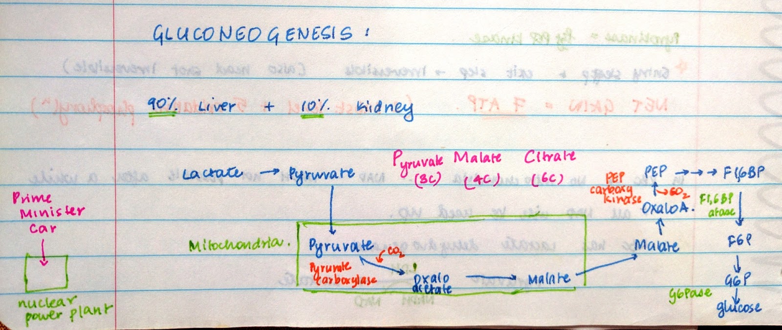 Medicowesome: Intermediates in Gluconeogenesis mnemonic