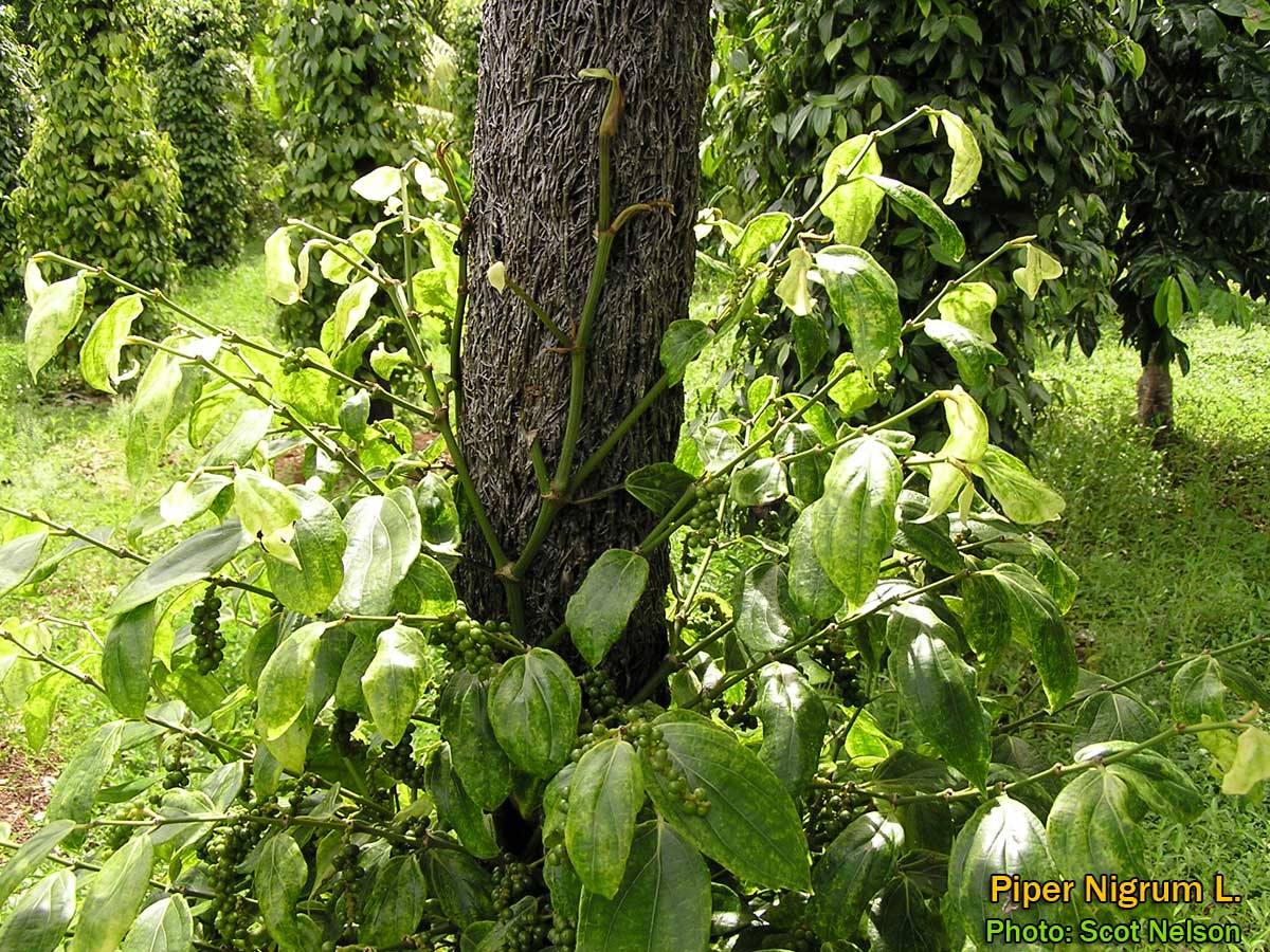 Medicinal Plants: Piper nigrum