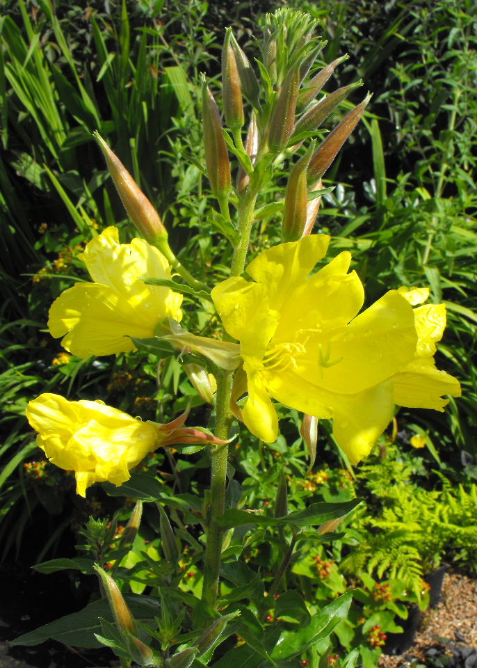 Largo Baywatch: Evening Primrose