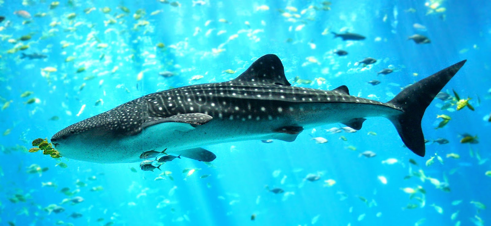Filipiny Raj Na Ziemi: Whale Sharks - Rekiny Wielorybie