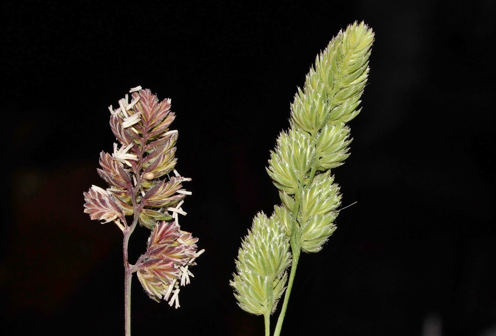 Biodiversity of Cyprus by NGO Protection of the Natural Heritage and ...