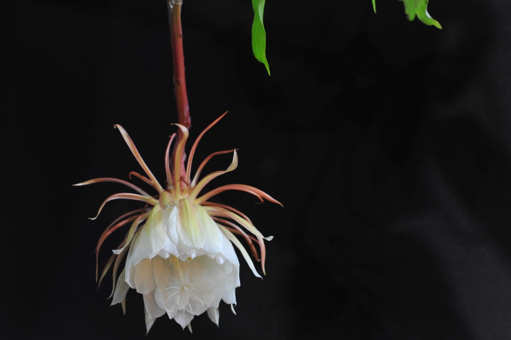 My little vegetable garden: Bunga Bakawali Epiphyllum oxypetalum