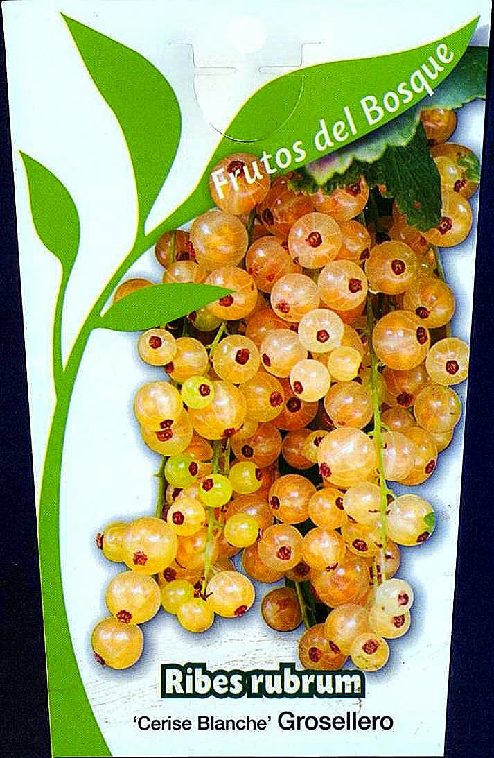 VIVERO GALIPLANT ORNAMENTAL S.L.: Ribes rubrum