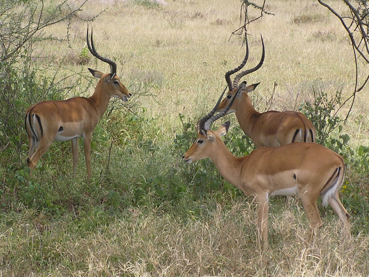 Rwanda on the Wing: Run like an antelope