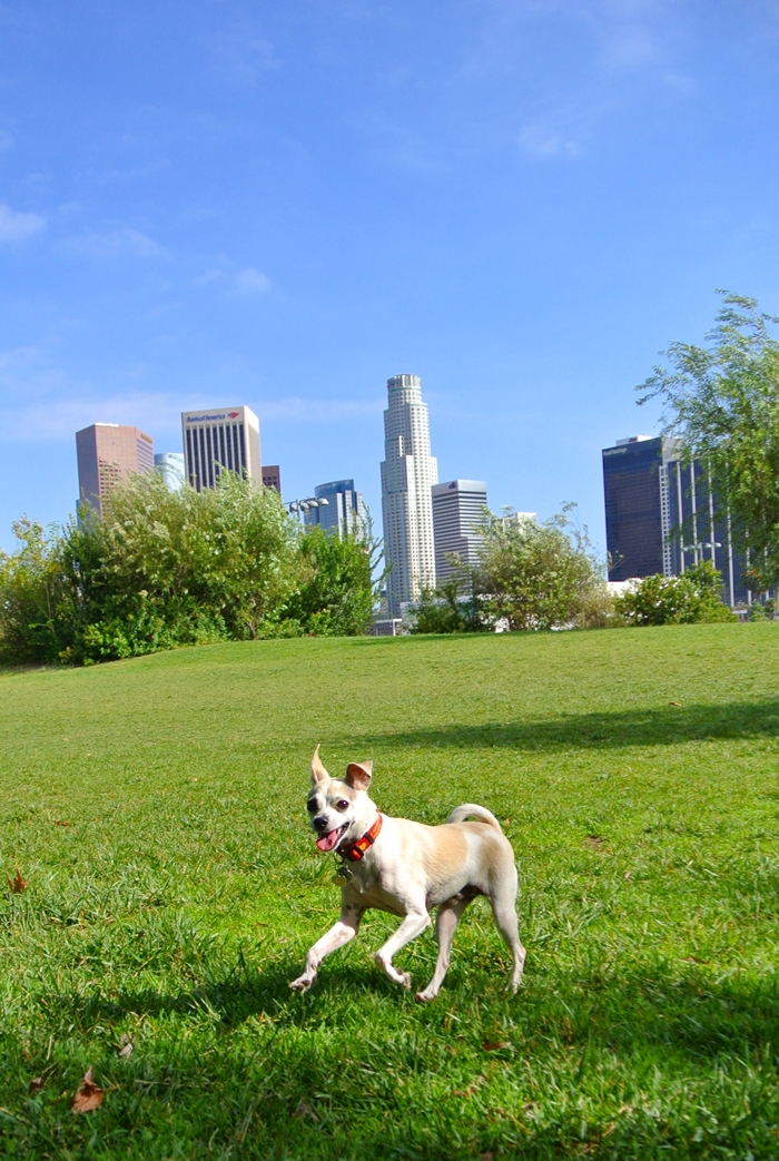 HAPPYHAZEL: How to Take Great Dog Photos! - 10 Secrets from a Dog Mommy