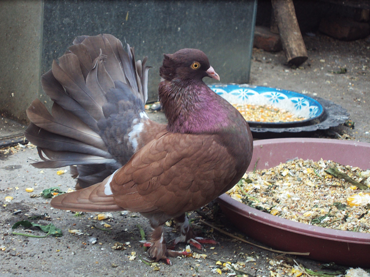 toko bagong farm: Merpati Kipas/ Merpati Persi/ Indian Fantail Pegion