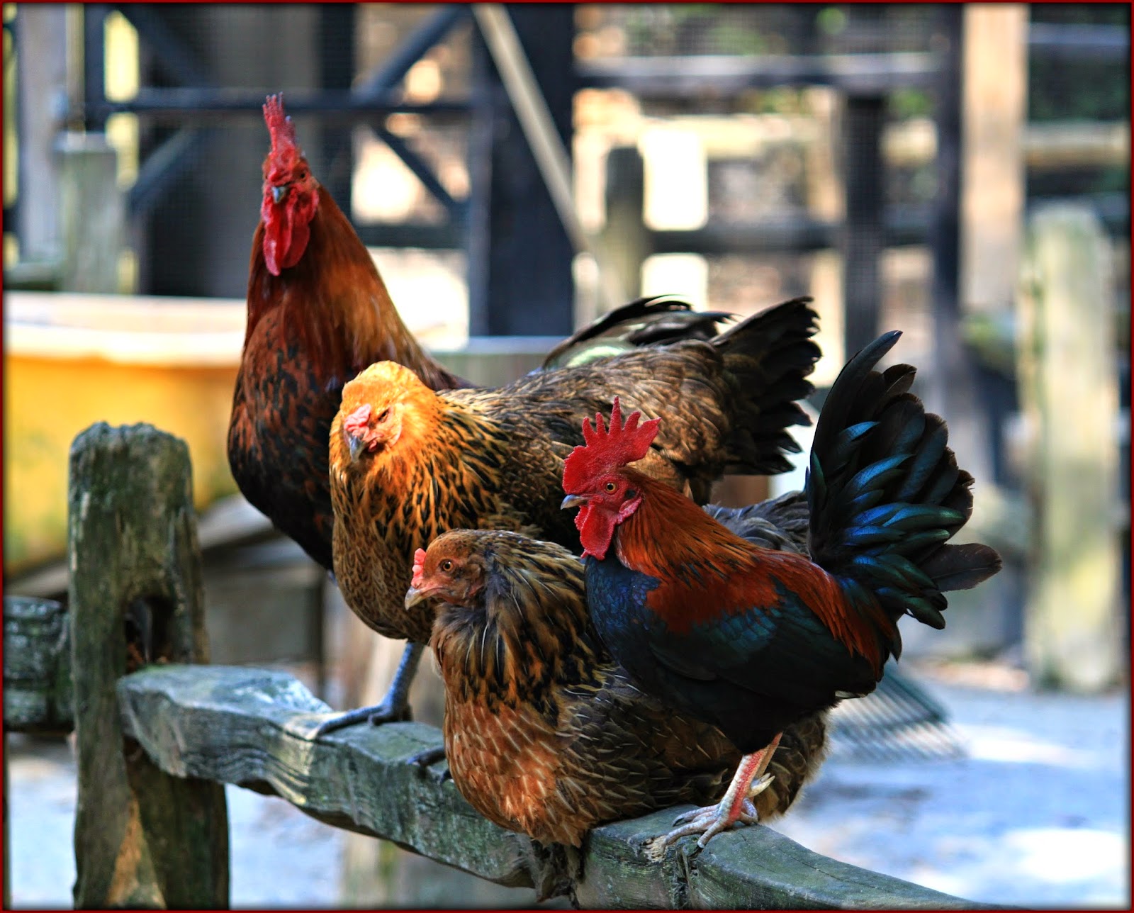 Through Carol's Lens: Critters