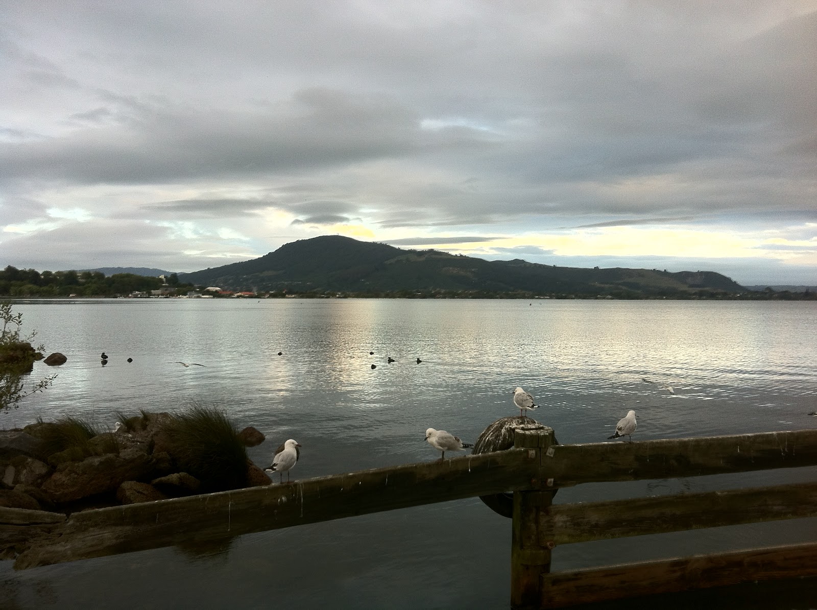 Fly Fishing from Snoqualmie: Lake Rotorua, New Zealand