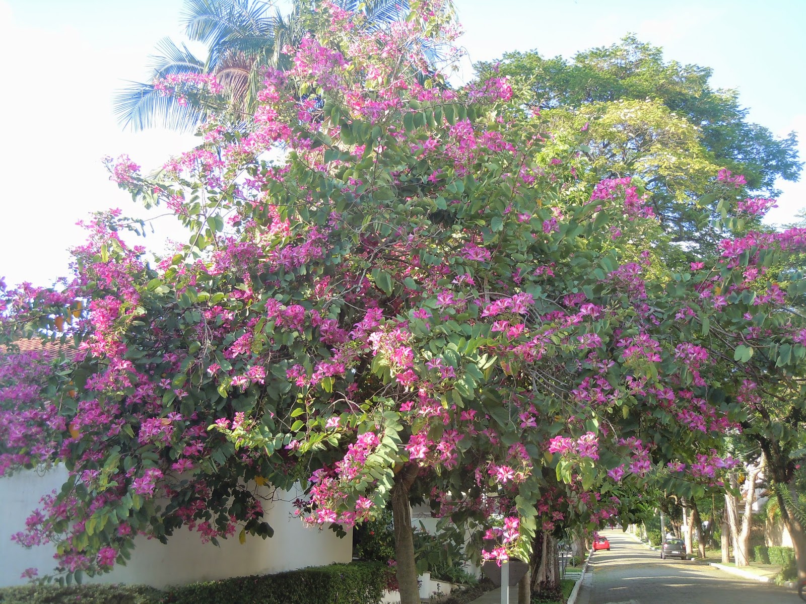 DIÁRIO COM A NATUREZA: 05 DE ABRIL - ÁRVORE BAUHINIA - PATA DE VACA