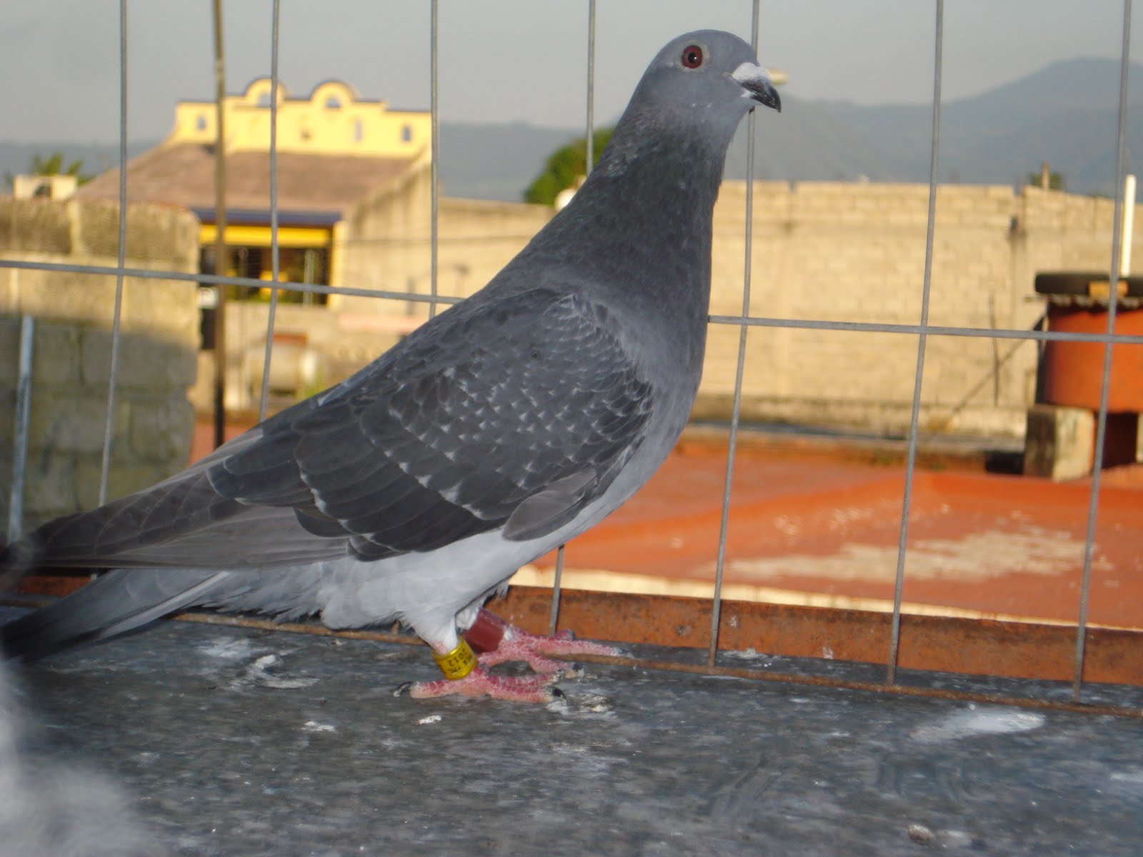 PALOMO GANADOR 020453 MIRMIDONES: PALOMAS GANADORAS DERBY INTERNACIONAL ...