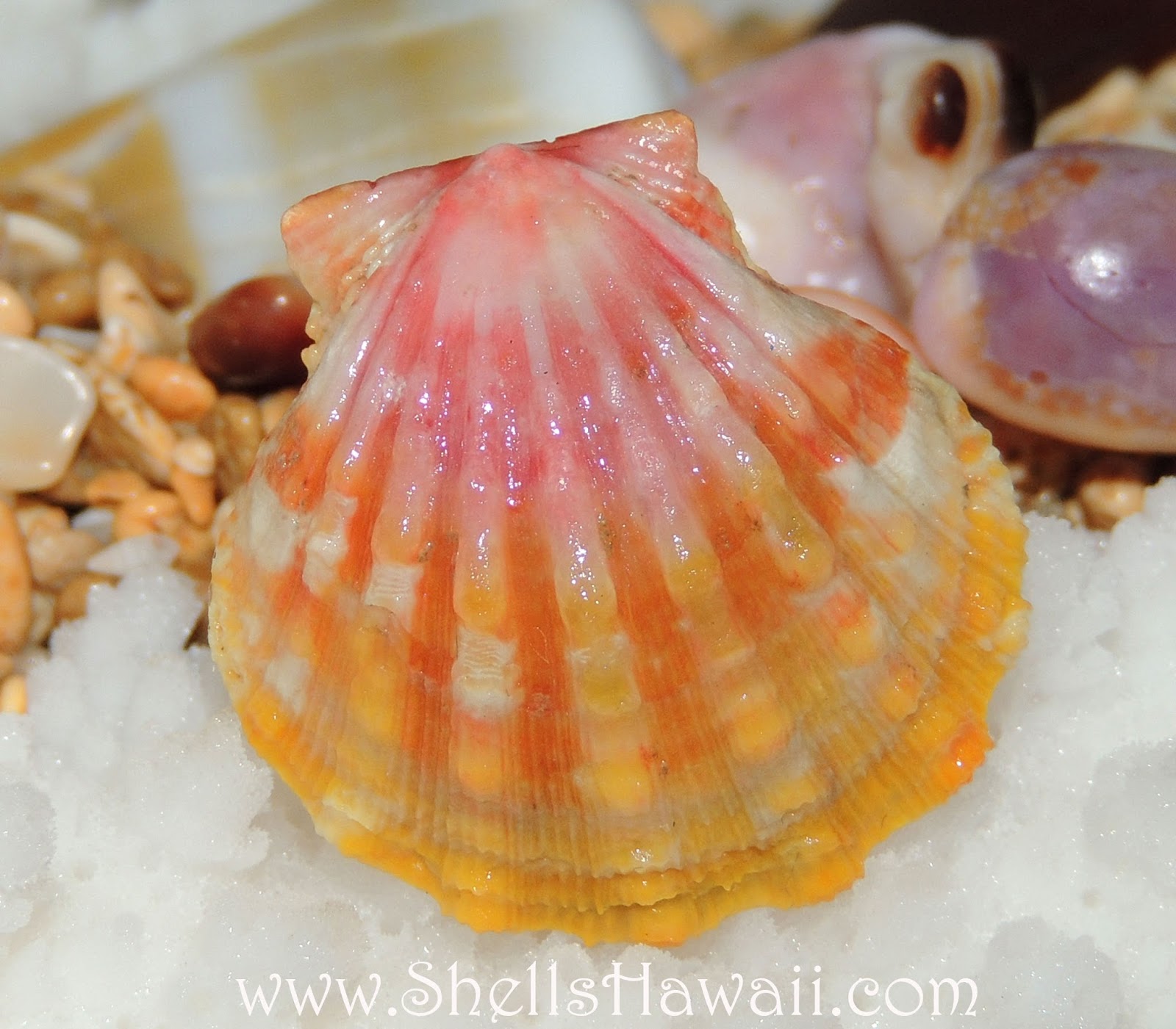 ShellsHawaii ...by Janjira: Sunrise shells/Pecten Langfordi