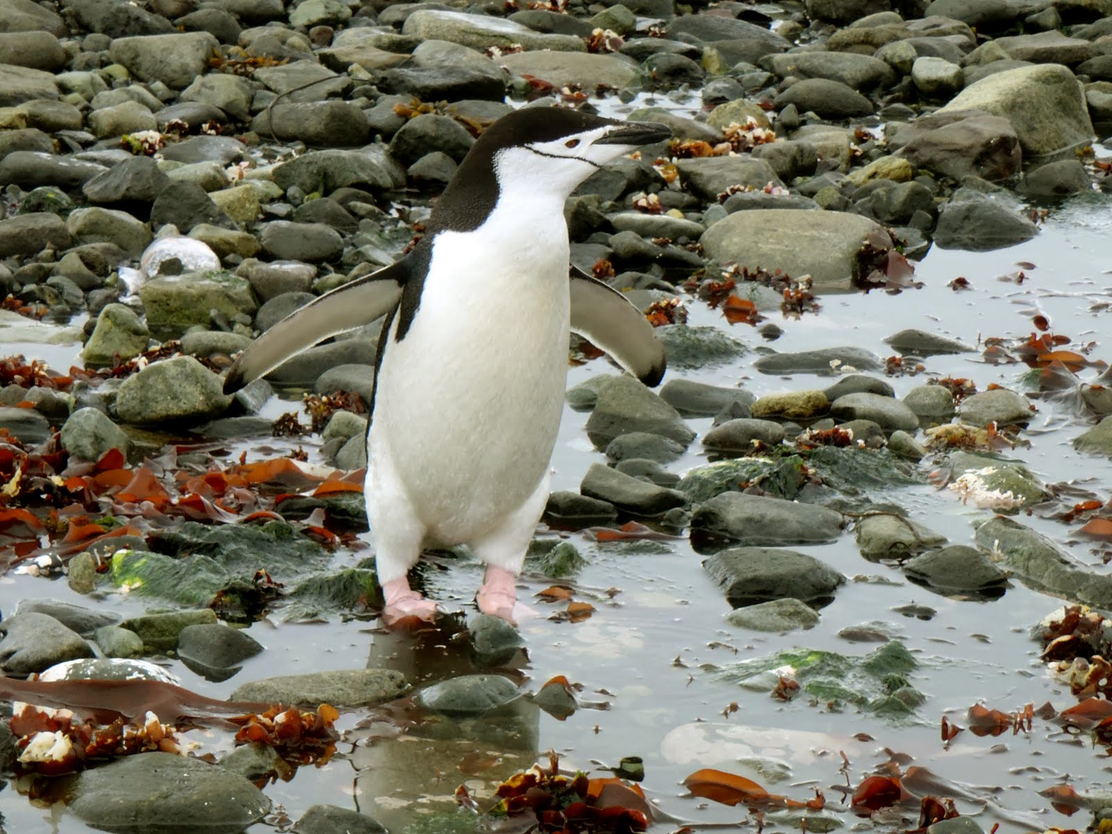 Arktyka i Antarktyka - Zakochaj się w podróży z Drifter Group
