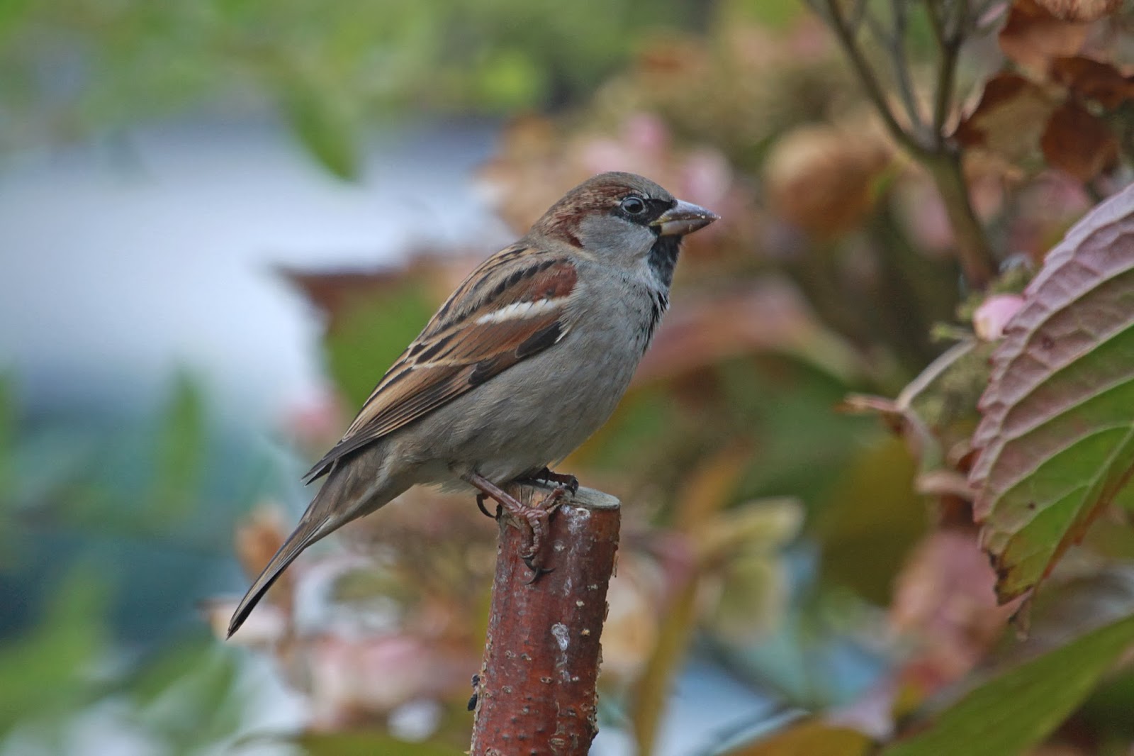 NatuurlijkNatuur: Huismus [Passer domesticus].