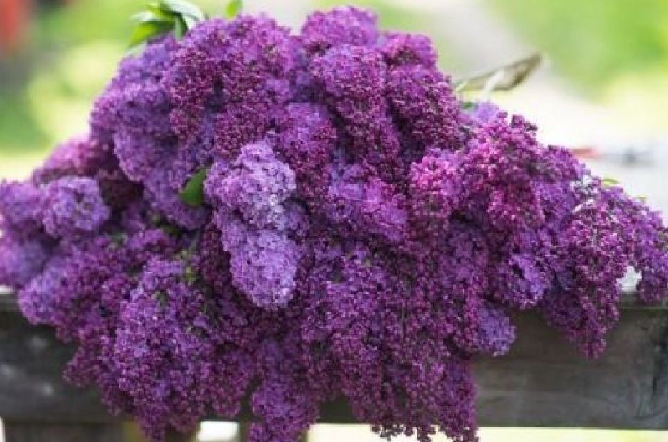 Prirodni proizvodi od ljekovitog bilja - Elvisa: JORGOVAN JE VEOMA ...