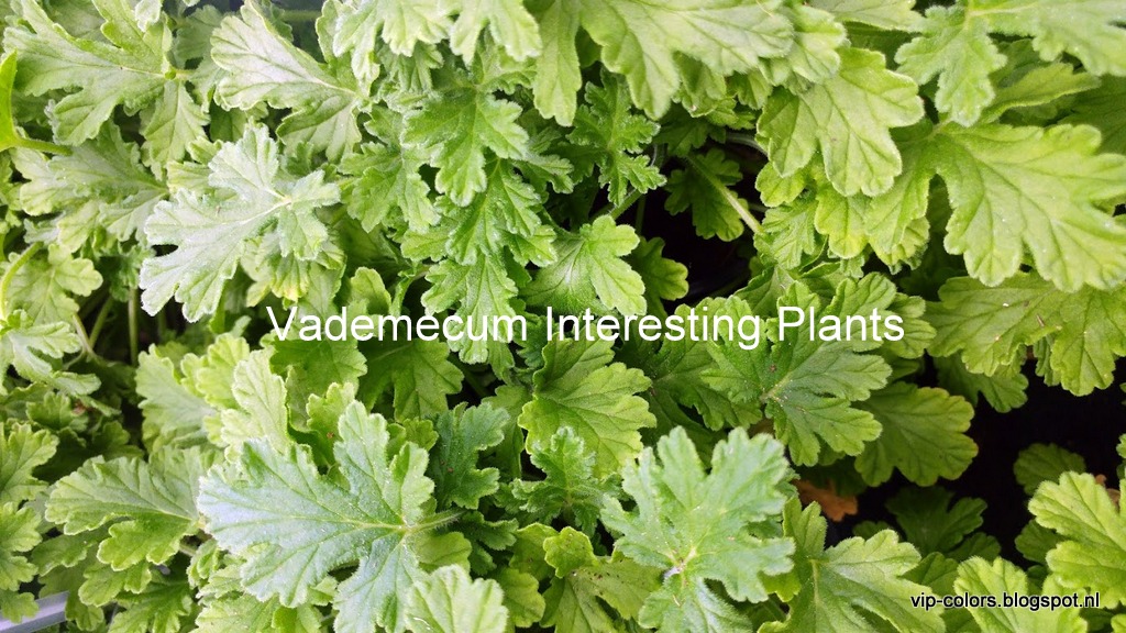 Vademecum Interesting Plants: Pelargonium graveolens - Pelargonia ...