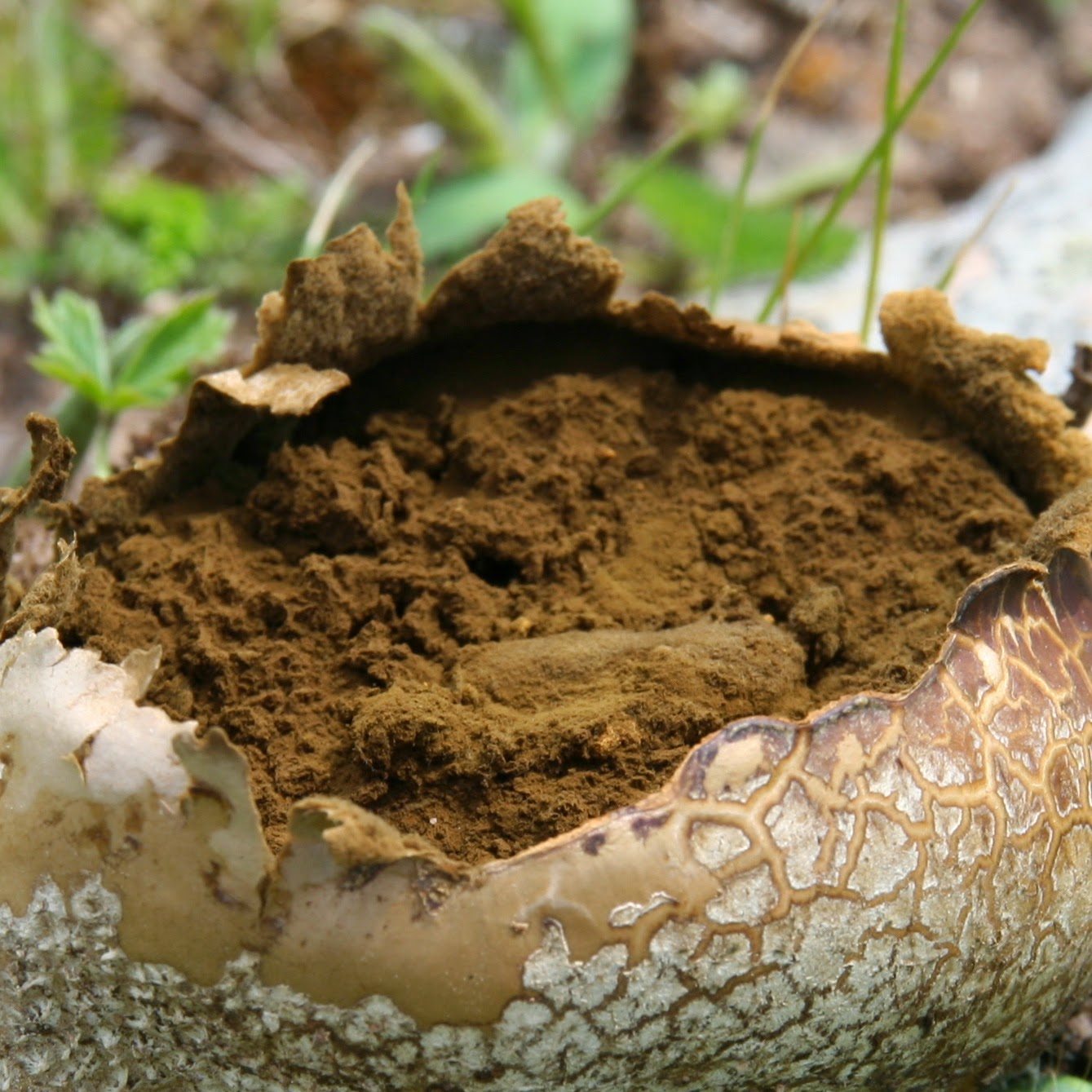 Guía de Setas y Hongos de Navarra.: Lycoperdon utriforme Bull.