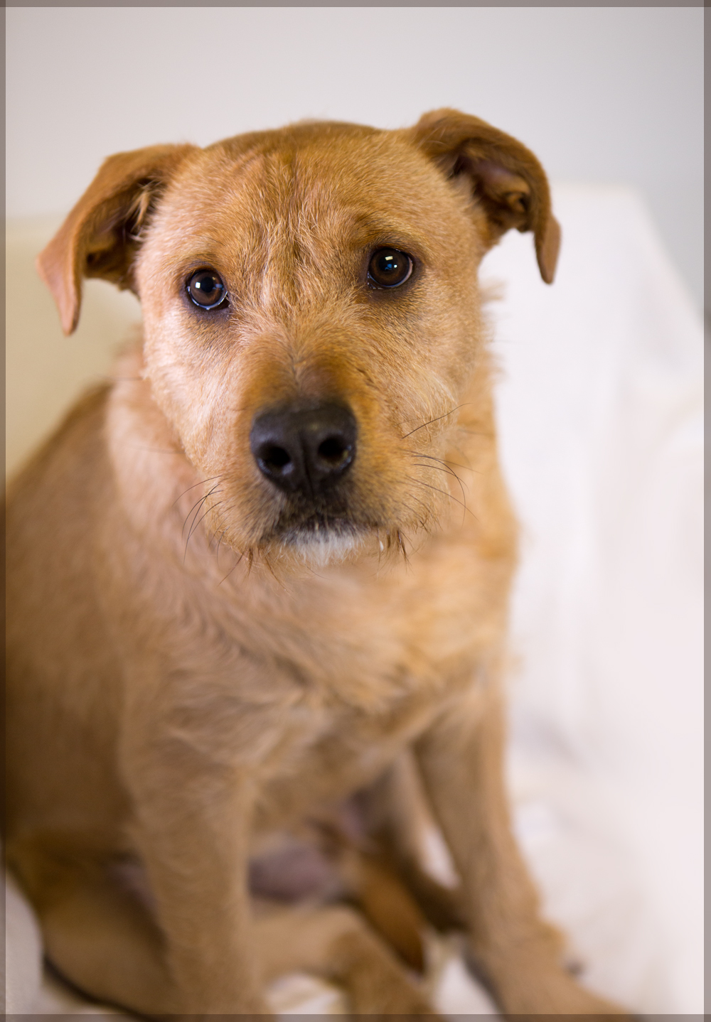 Shelter Dogs of Portland: "KUBO" adorable mid size Terrier mix