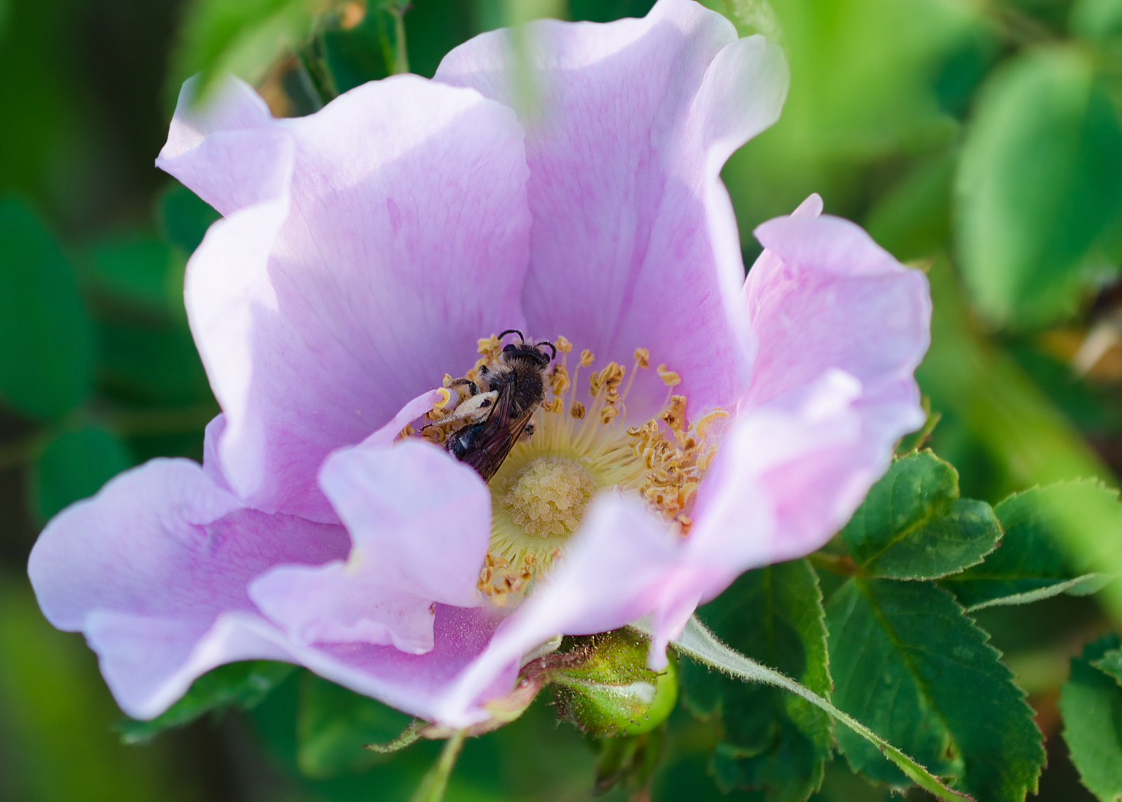 Wanderin' Weeta (With Waterfowl and Weeds): On a wild rose