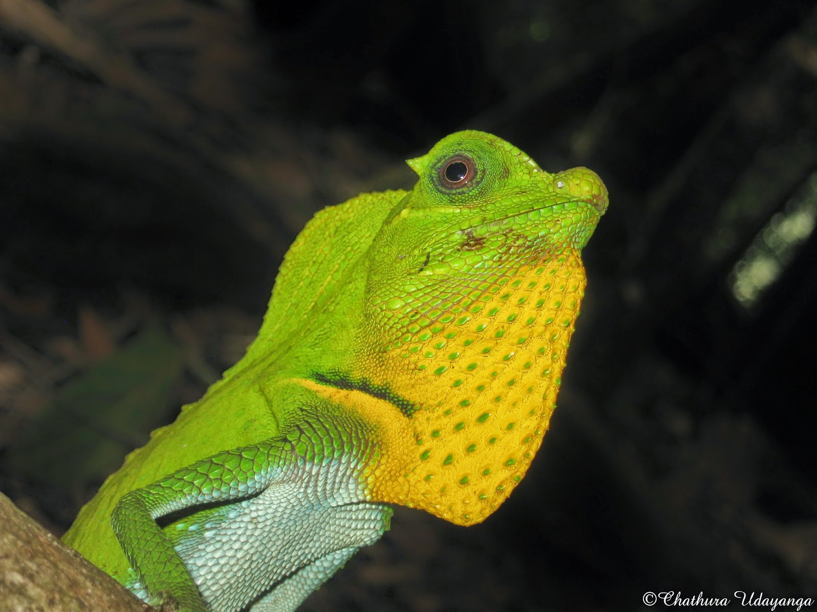 Nature Of Srilanka: Lyriocephalus scutatus (Linnaeus, 1758); Hump-nosed ...